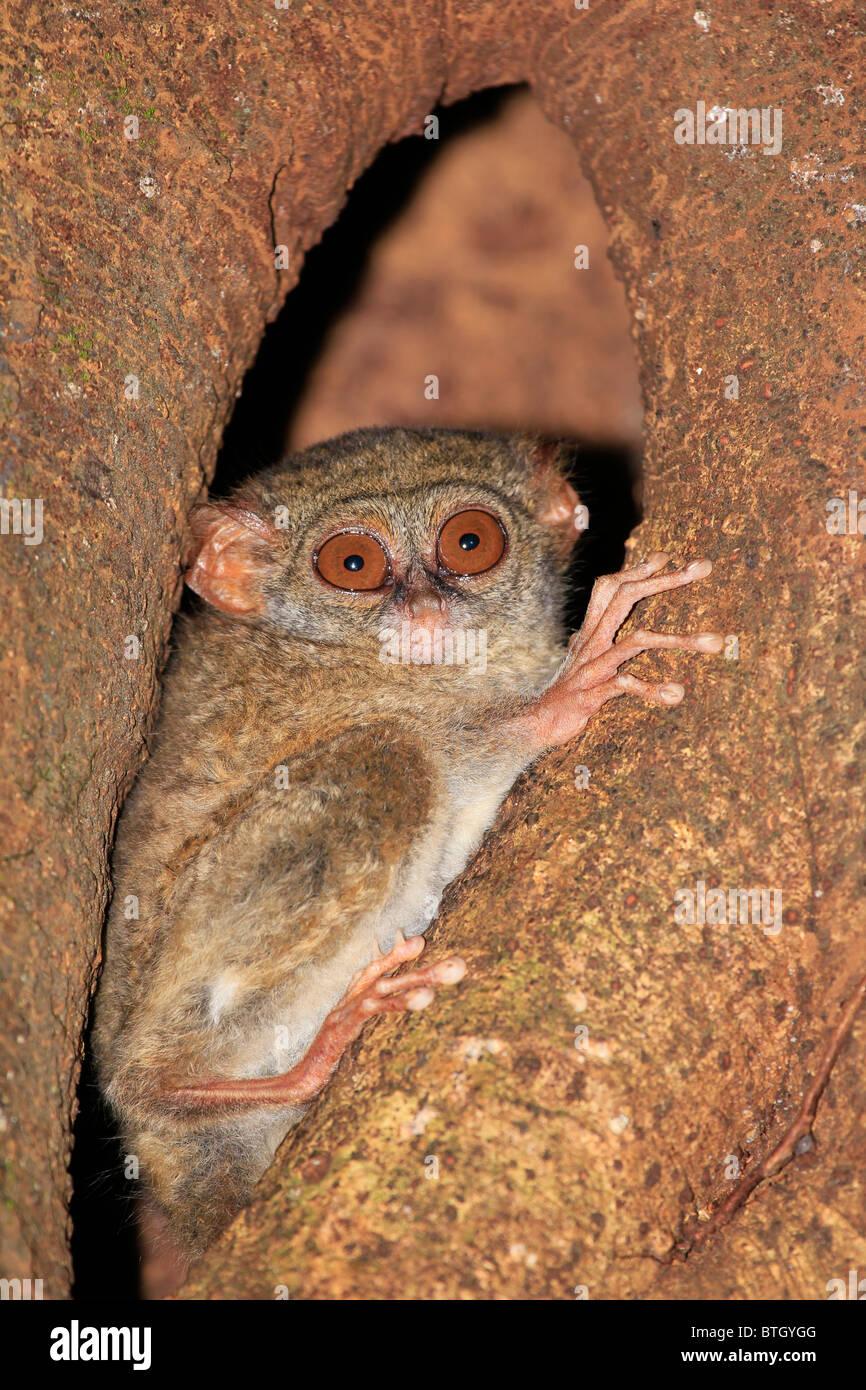 Spectral Tarsier, Tarsius spectrum, in Tangkoko National Park, Sulawesi ...