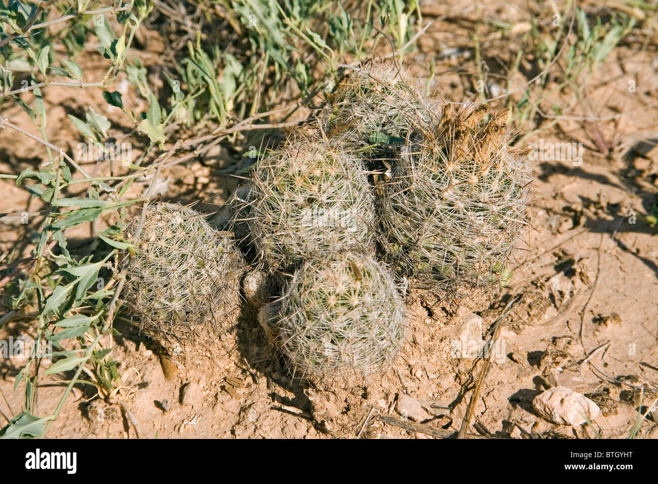 Beehive Cactus Plant High Resolution Stock Photography and Images - Alamy