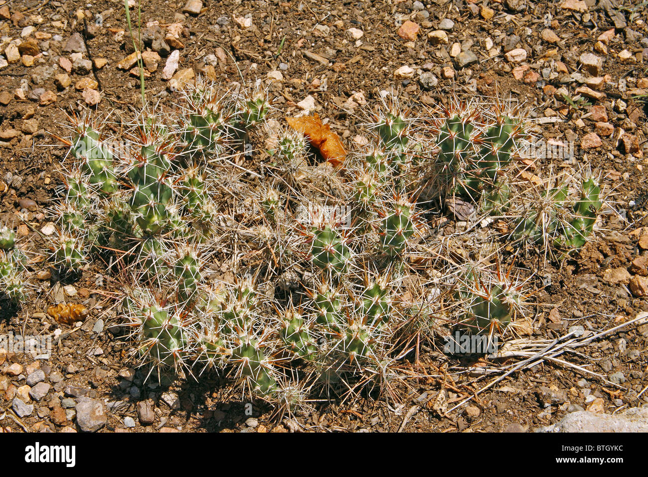 Dog cholla hi-res stock photography and images - Alamy