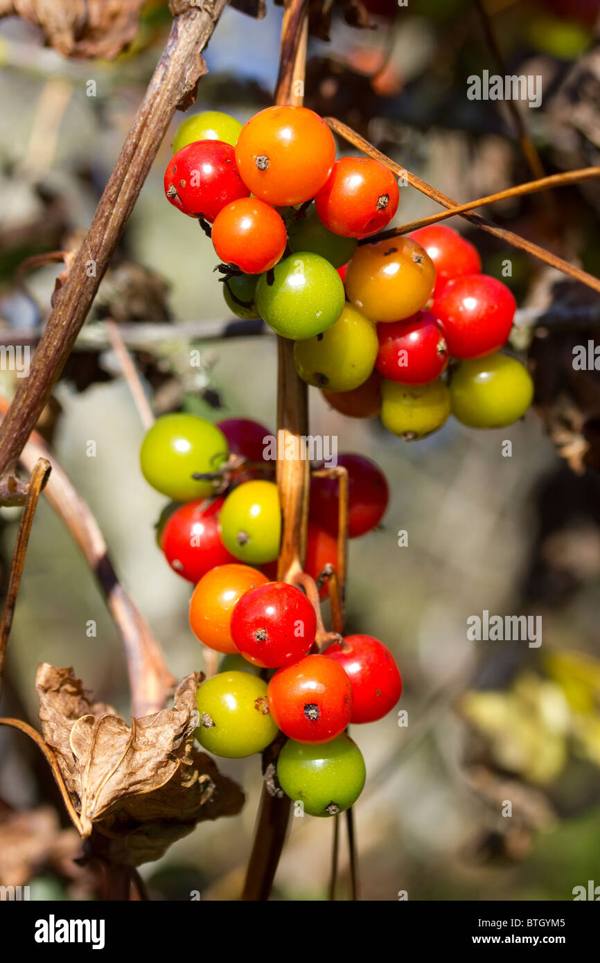Black bryony fruits (Dioscorea communis Stock Photo - Alamy