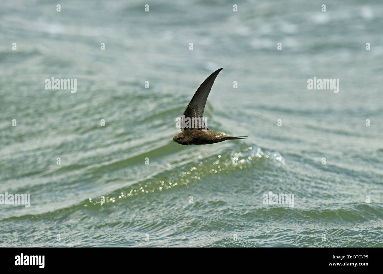 Common swift hi-res stock photography and images - Alamy