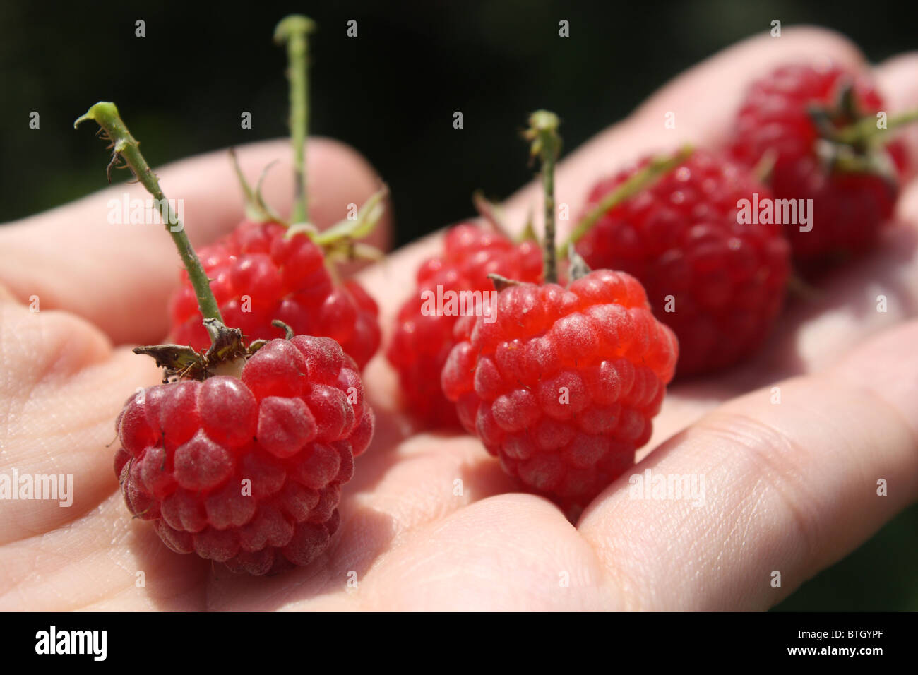 U Pick Raspberries High Resolution Stock Photography and Images - Alamy