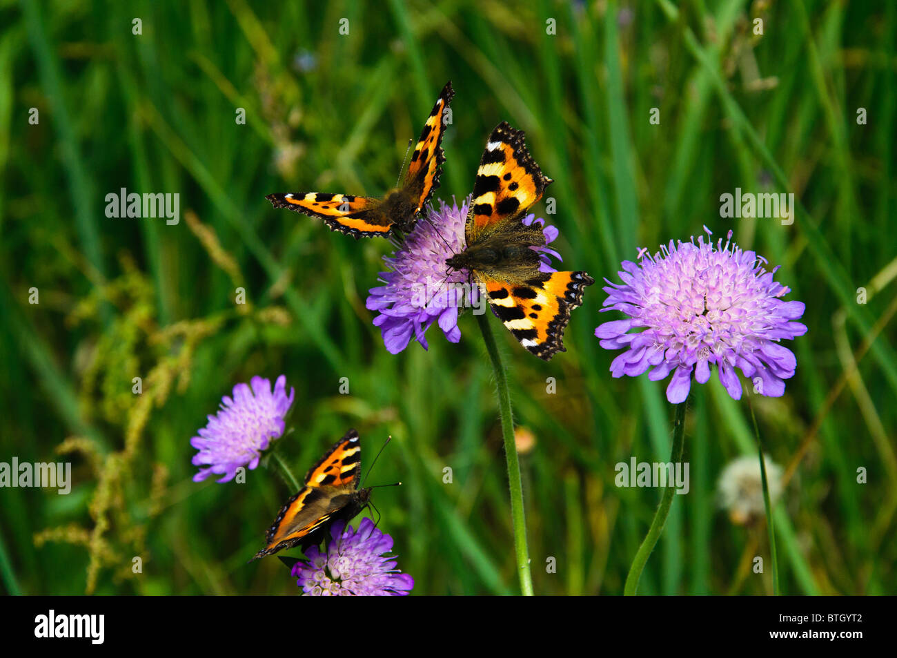 three butterflies on a flower Stock Photo - Alamy