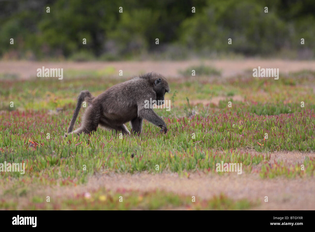 South africa baboon food hi-res stock photography and images - Alamy