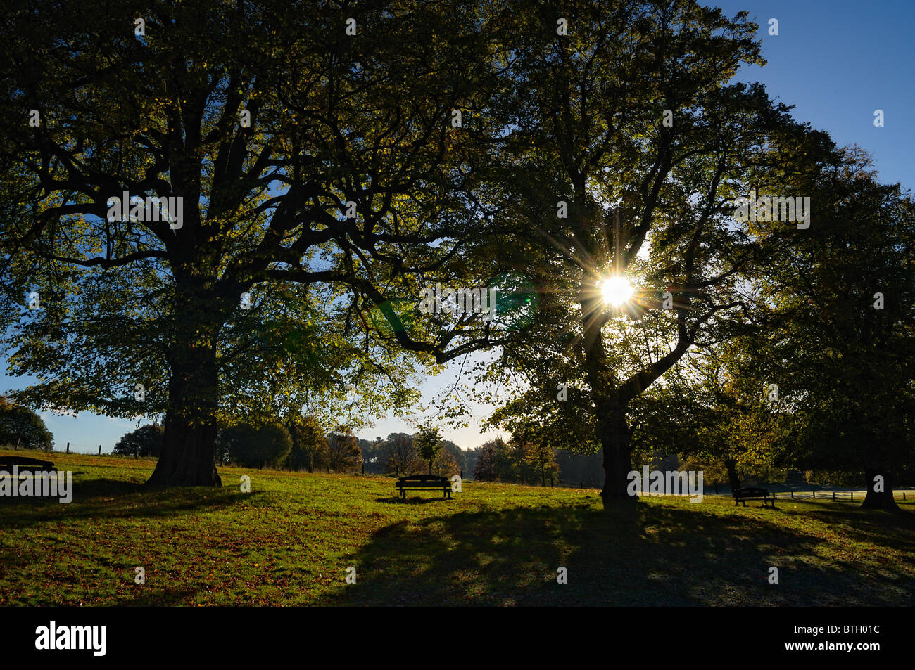 Autumn sunshine through trees with park bench Stock Photo - Alamy