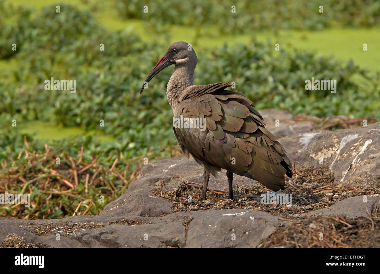 Hadeda Ibis, Kruger Park, South Africa Stock Photo - Alamy