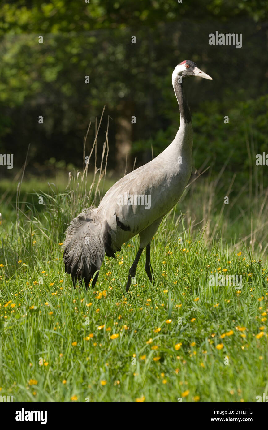 Common crane adult walking hi-res stock photography and images - Alamy