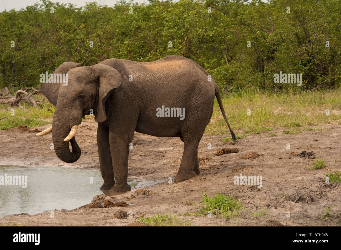 Elefanten bilder hi-res stock photography and images - Alamy