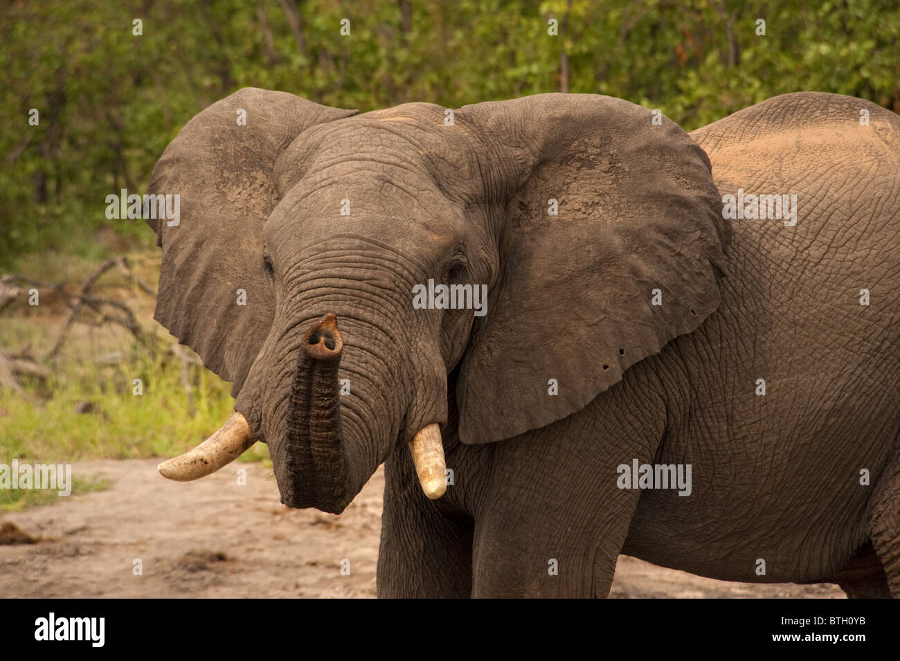 Elephant caravan hi-res stock photography and images - Alamy