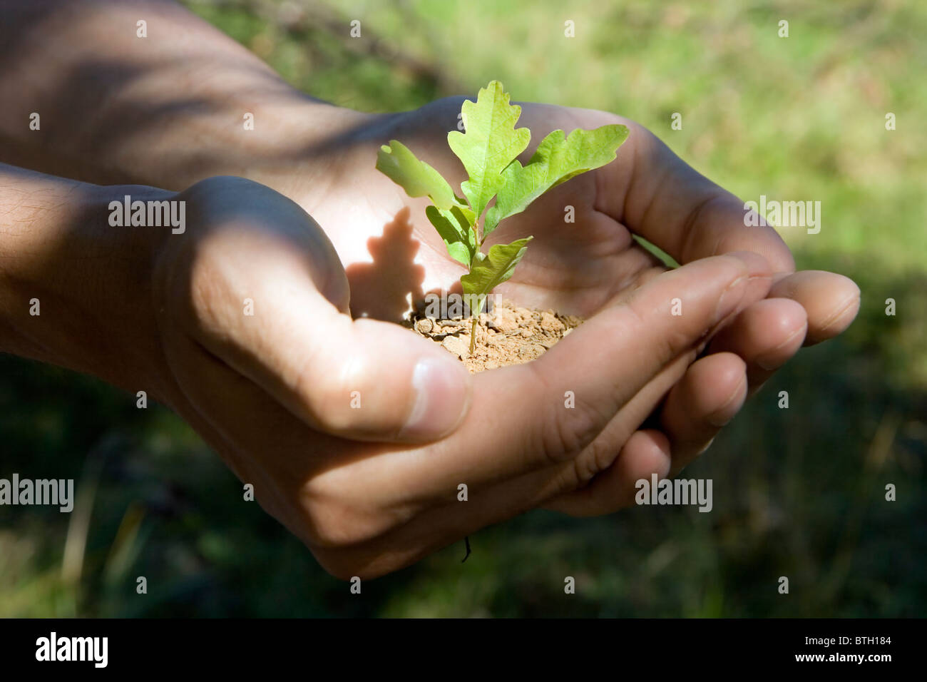 Planting small oak hi-res stock photography and images - Alamy