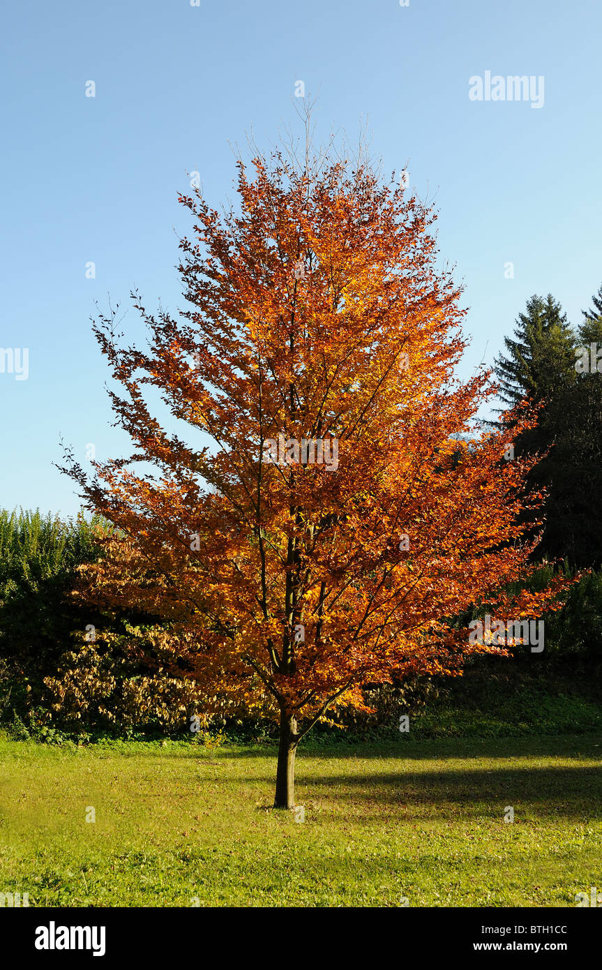 October tree hi-res stock photography and images - Alamy