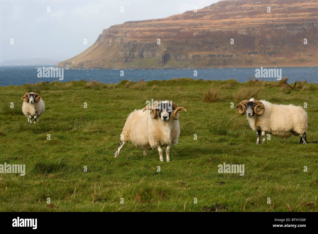 Isle of Mull, Scotland. Three Dalesbred Curly Horned Sheep stand in the ...