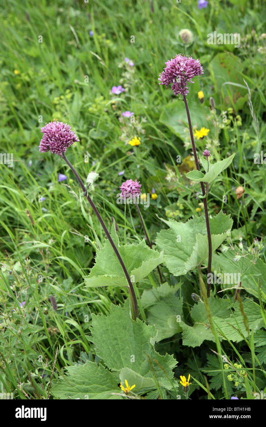 Wild flowers in the Alps in mid July Stock Photo - Alamy
