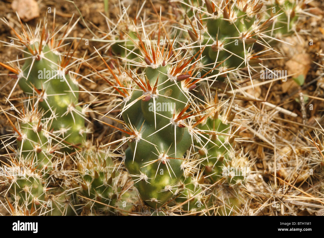 Cholla Cactus Spines High Resolution Stock Photography and Images - Alamy