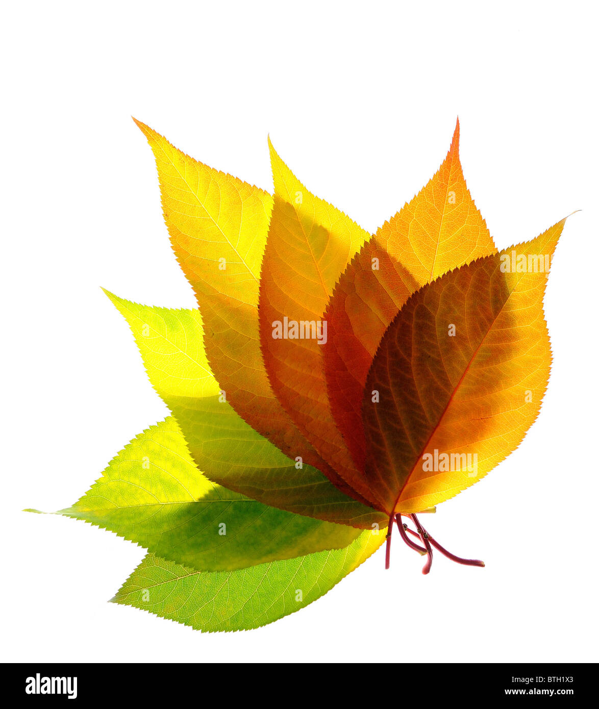 A bunch of fall leaves isolated on white background Stock Photo - Alamy