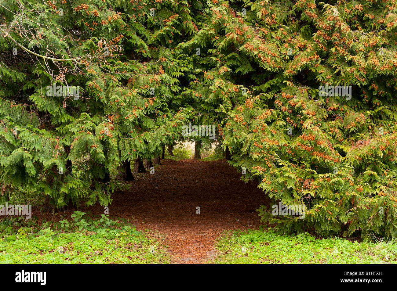 Cypress Trees Between The Road High Resolution Stock Photography and ...