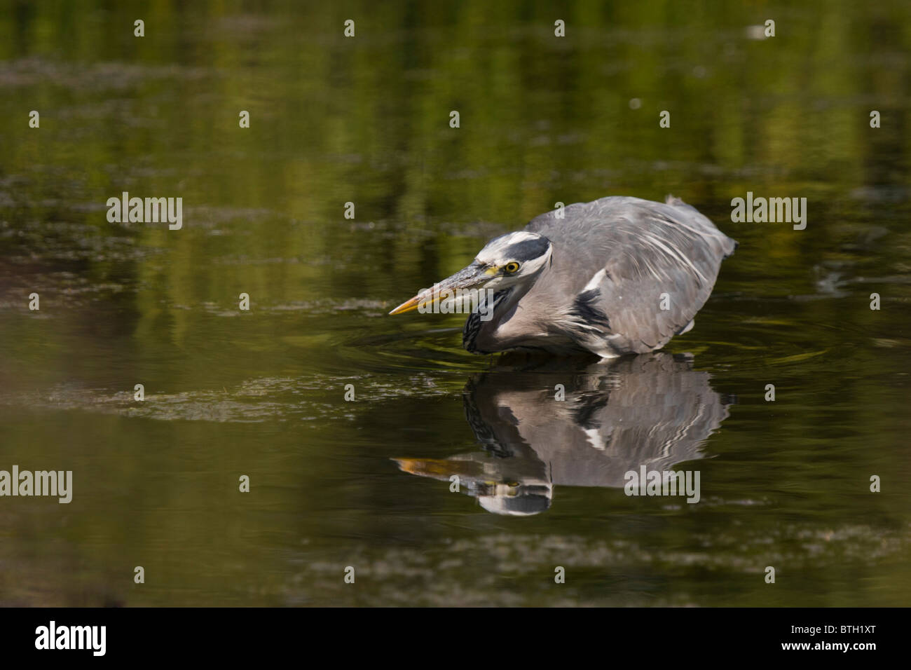 Grey Heron Bird Uk High Resolution Stock Photography and Images - Alamy