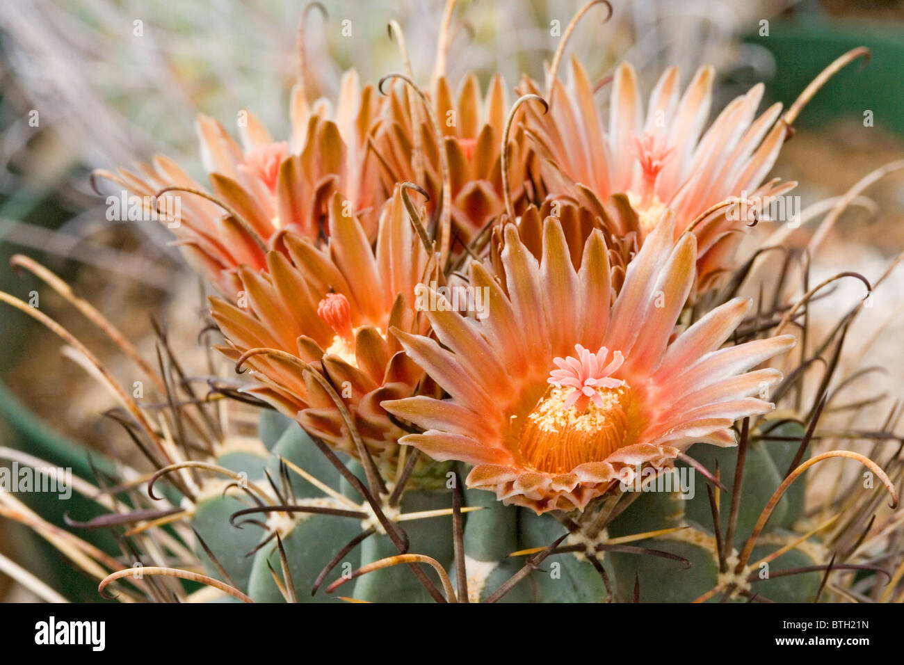 Fishhook cactus hi-res stock photography and images - Alamy