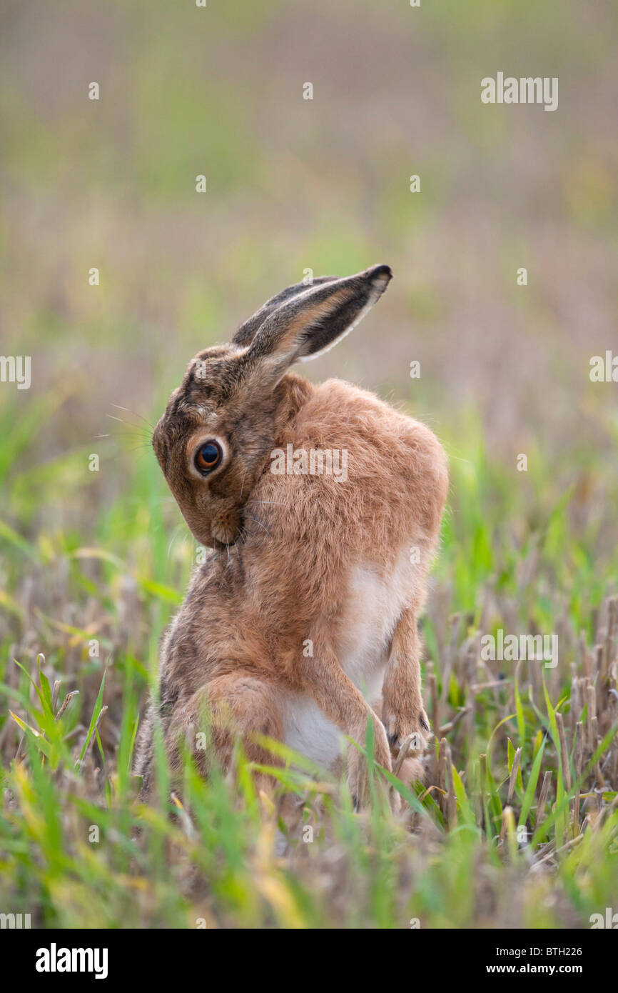 Adult brown hare uk hi-res stock photography and images - Alamy