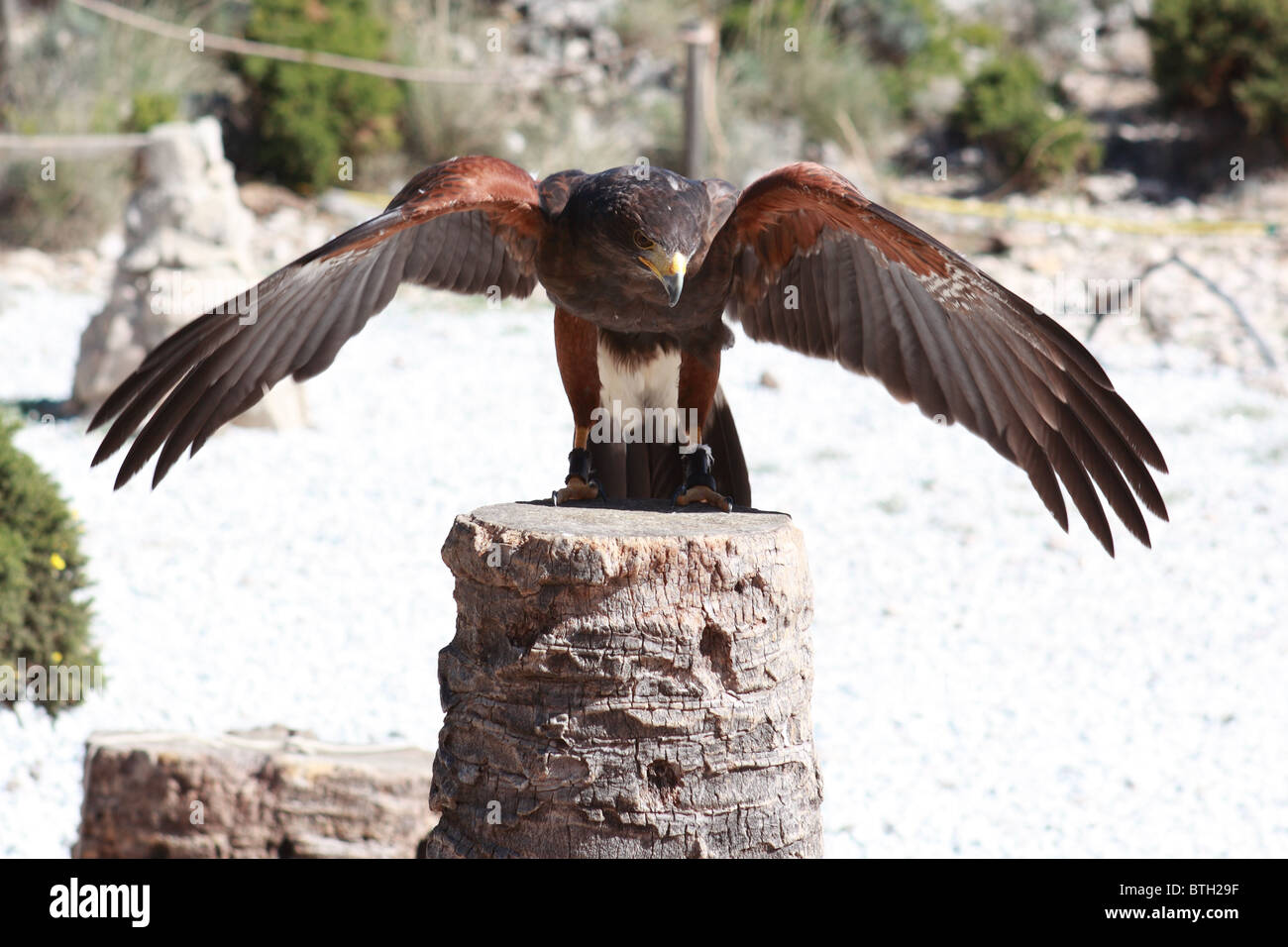Hawk wings spread perched hi-res stock photography and images - Alamy
