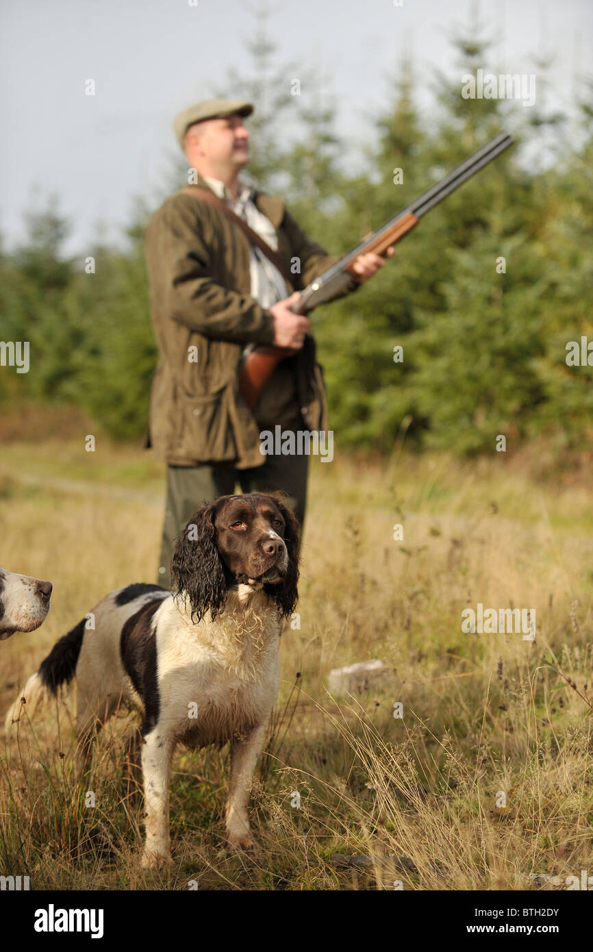 man and spaniel rough shooting Stock Photo - Alamy