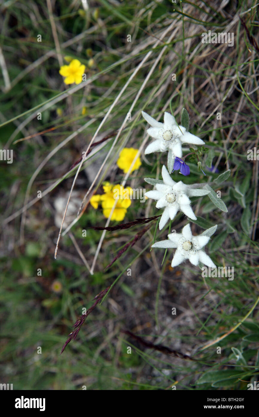 Wild flowers in the Alps in mid July Stock Photo - Alamy