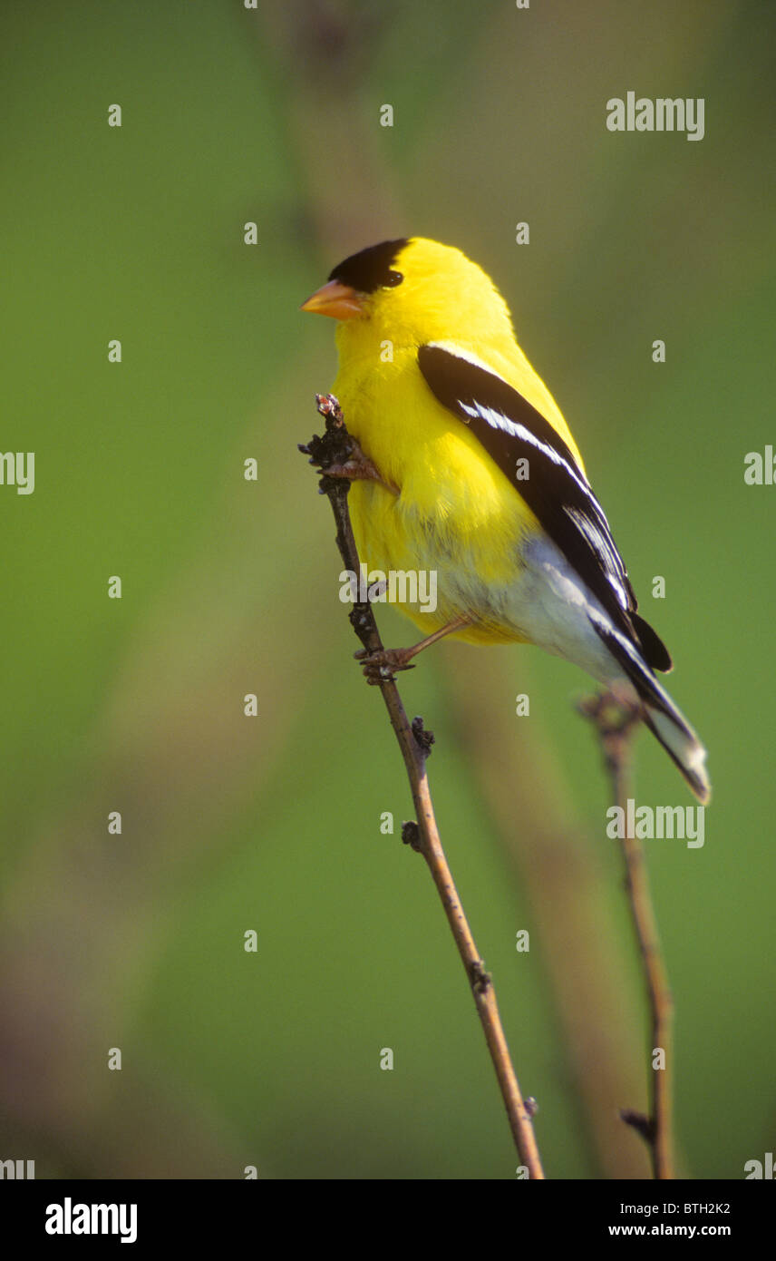 Gold finch photo hi-res stock photography and images - Alamy