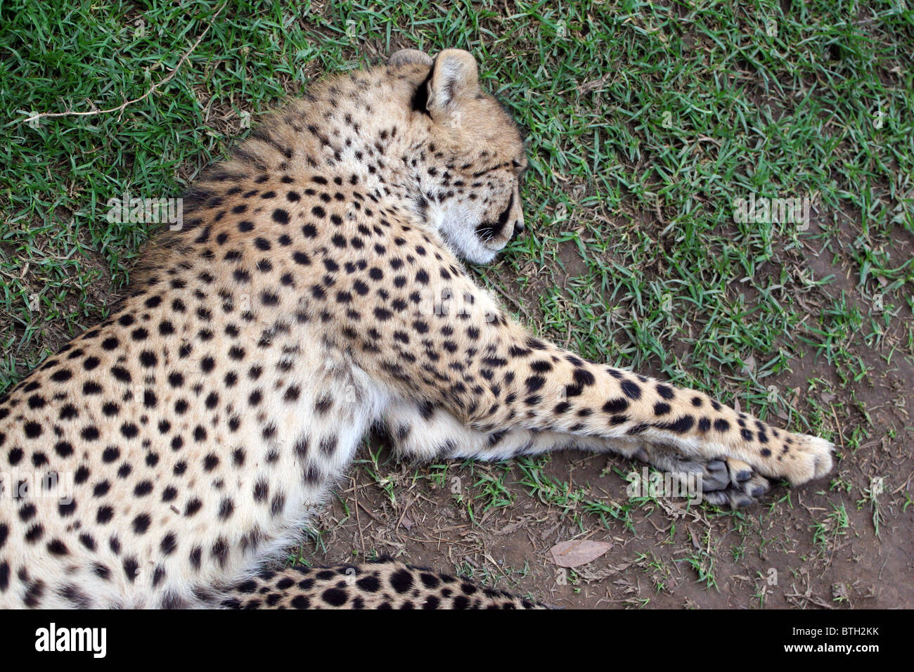 Sleeping Cheetah, Cango Wildlife Ranch, Oudtshoorn, South Africa Stock ...