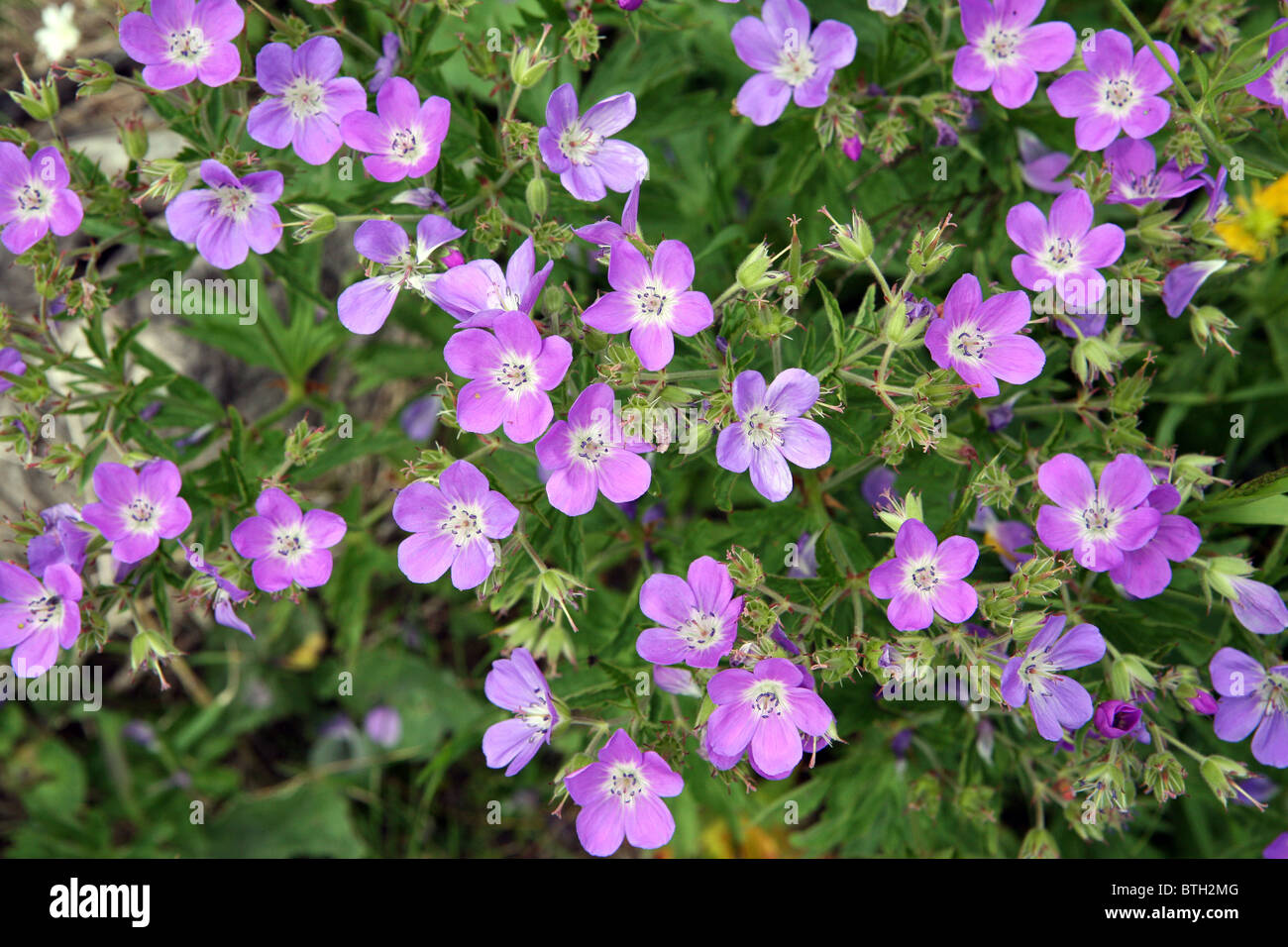 Wild flowers in the Alps in mid July Stock Photo - Alamy