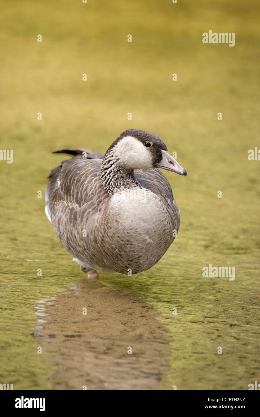 Hybrid goose hi-res stock photography and images - Alamy