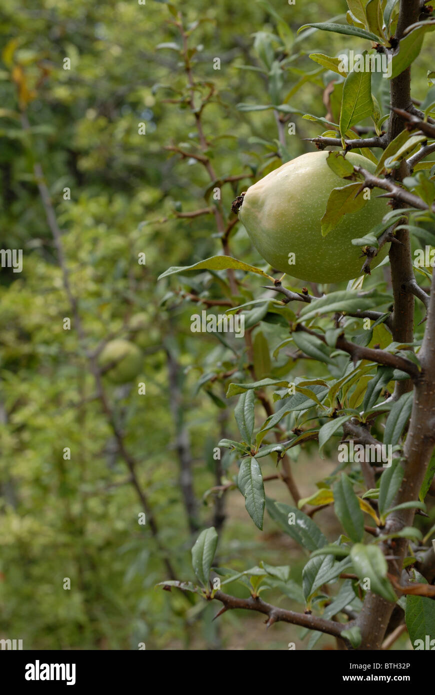 A fruit of the Chaenomeles Maulei, originating from Japan, at the ...