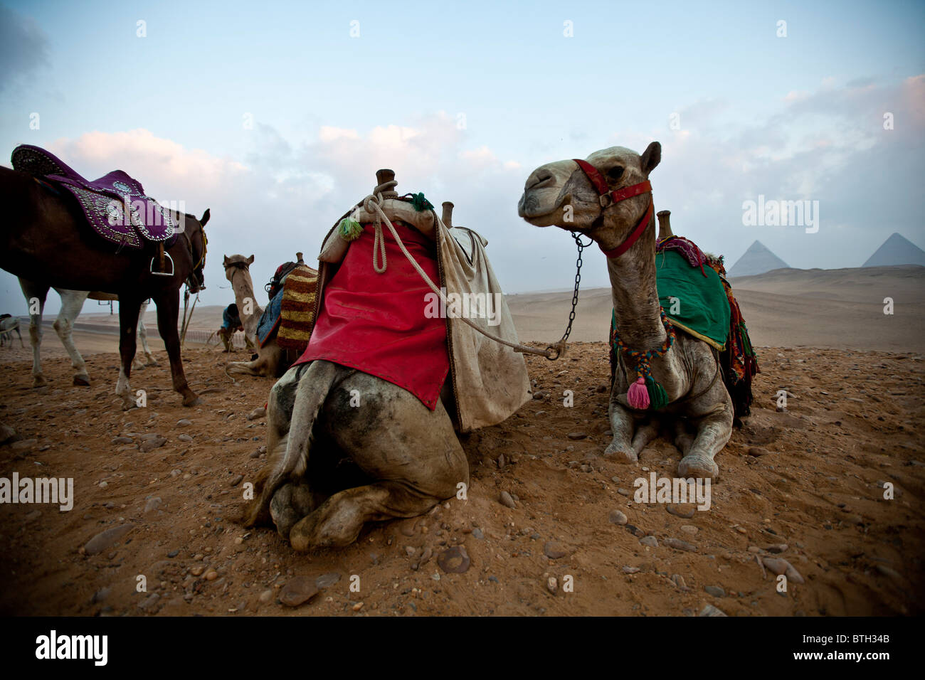 Camels sitting hi-res stock photography and images - Alamy