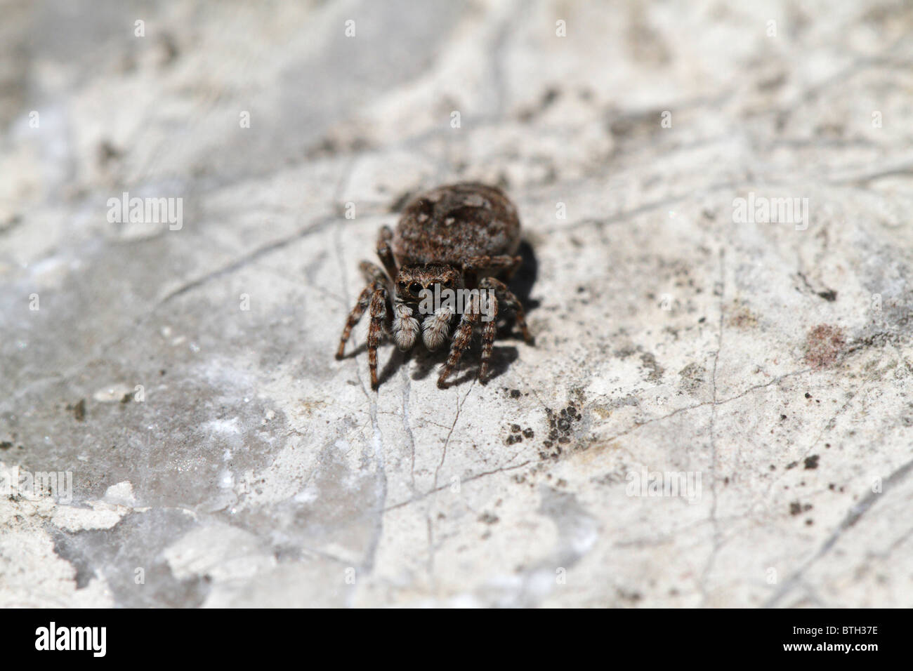 Jumping spider sitticus rupicola hi-res stock photography and images ...