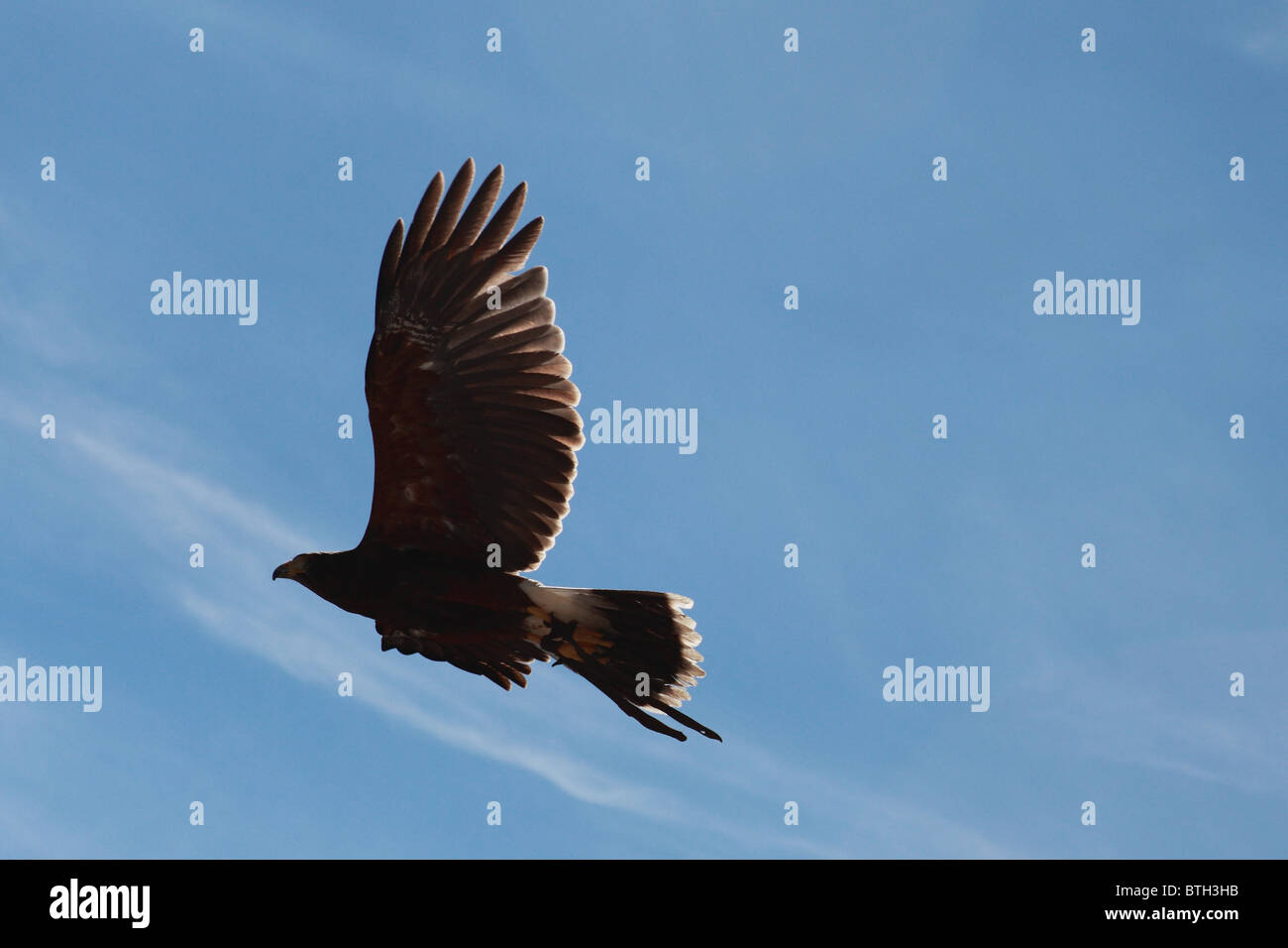 hawk in flight Stock Photo - Alamy