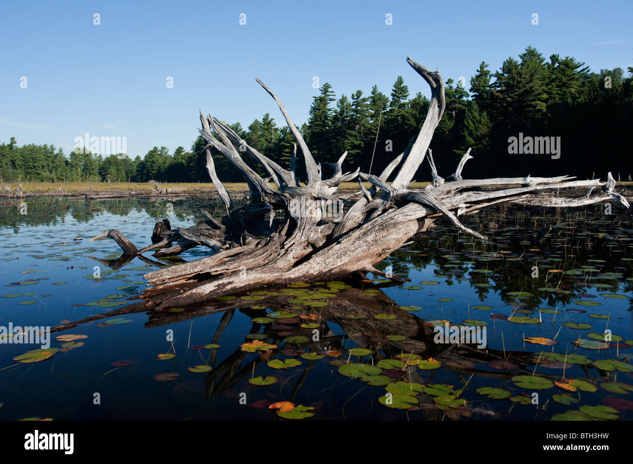 A dead tree root makes a focal point on Balsam Lake, Killarney ...