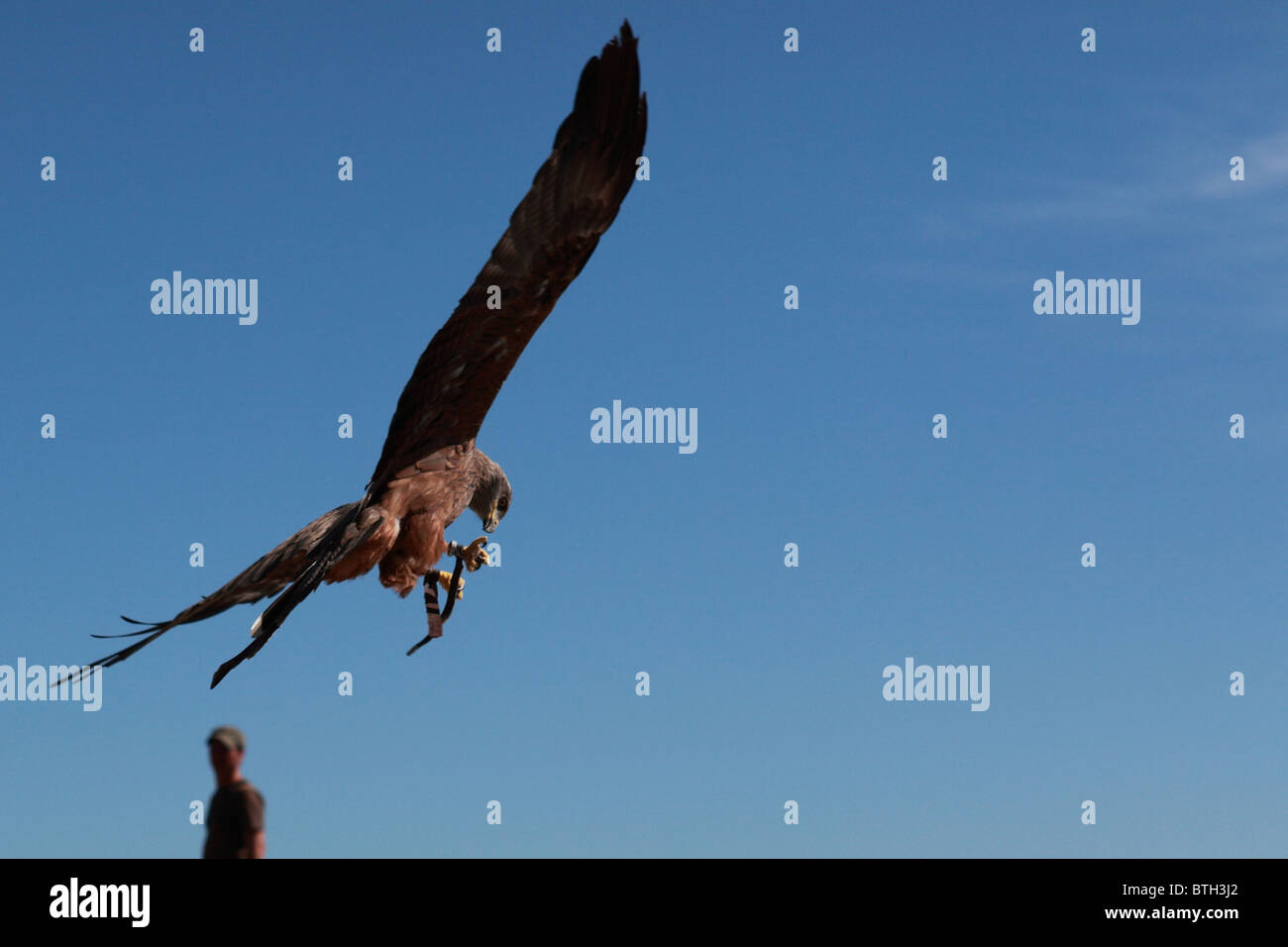 hawk in flight Stock Photo - Alamy