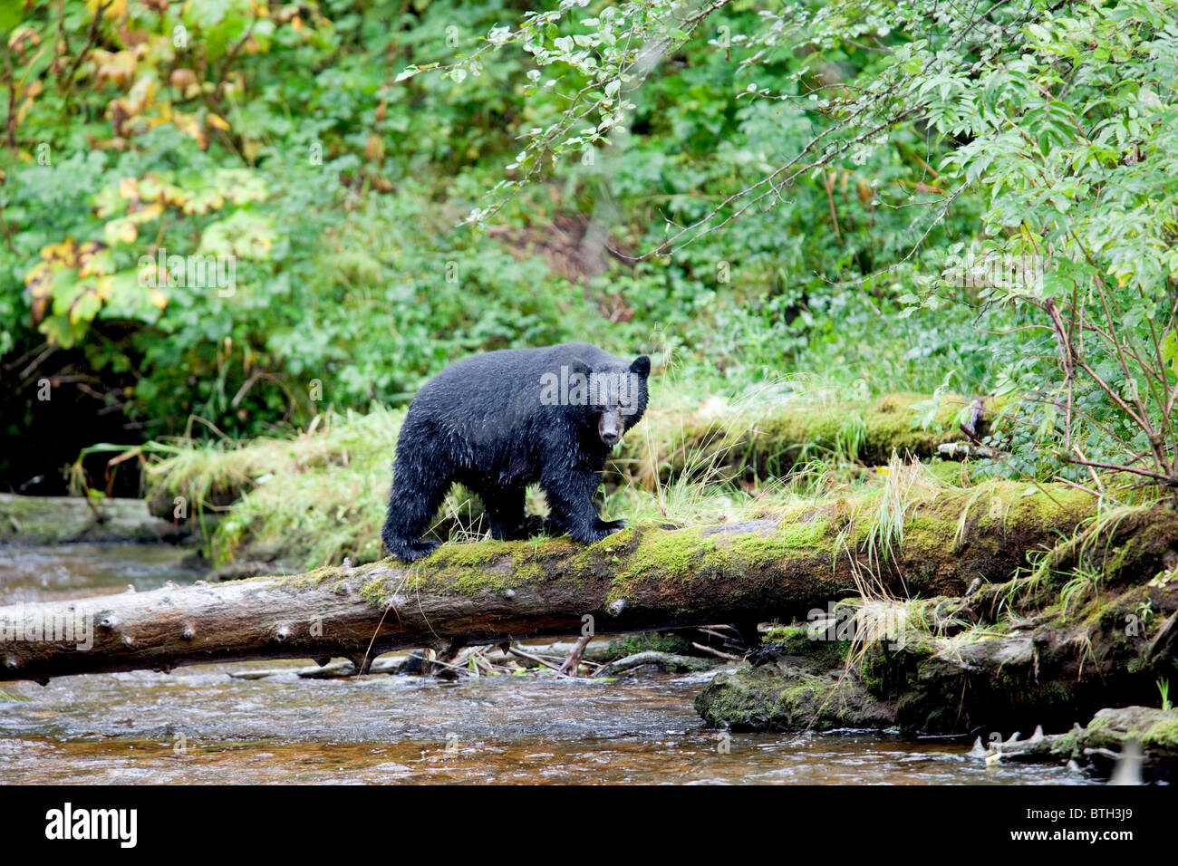 Great bear river hi-res stock photography and images - Alamy