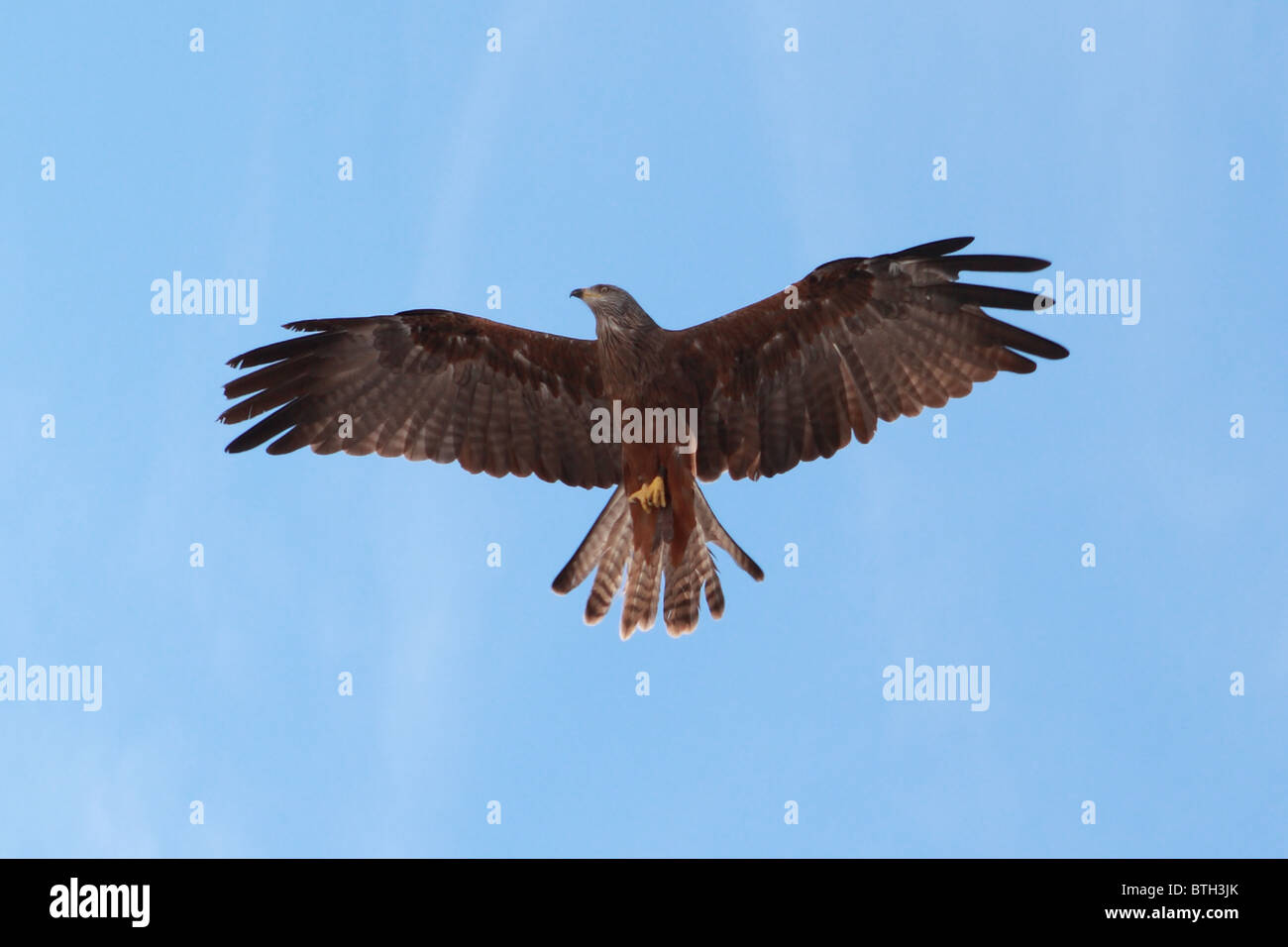 hawk in flight Stock Photo - Alamy