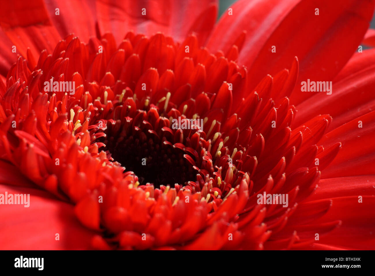 Daisy red centre hi-res stock photography and images - Alamy