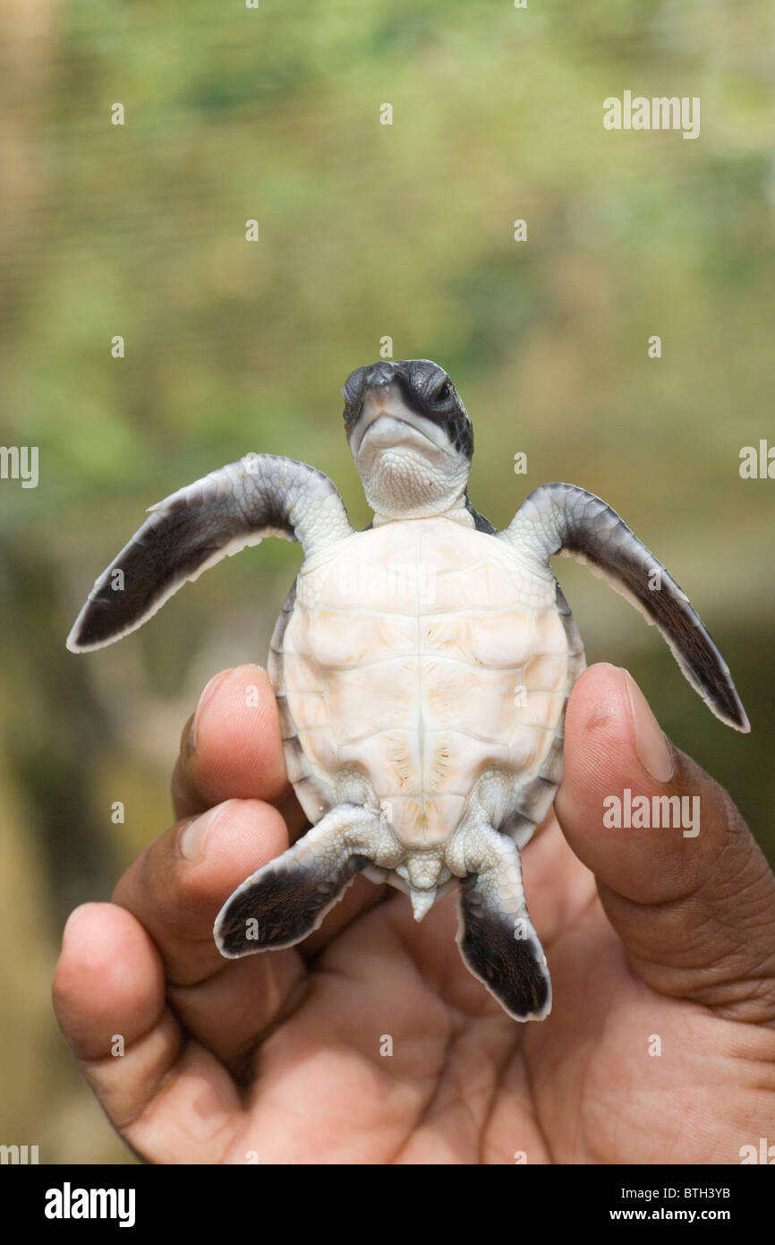 Green Turtle (Chelonia mydas). Hatchling held in a hand, showing ...