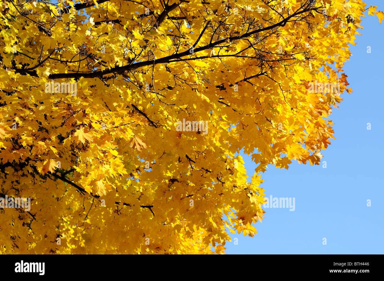 A bunch of fall leaves Stock Photo - Alamy