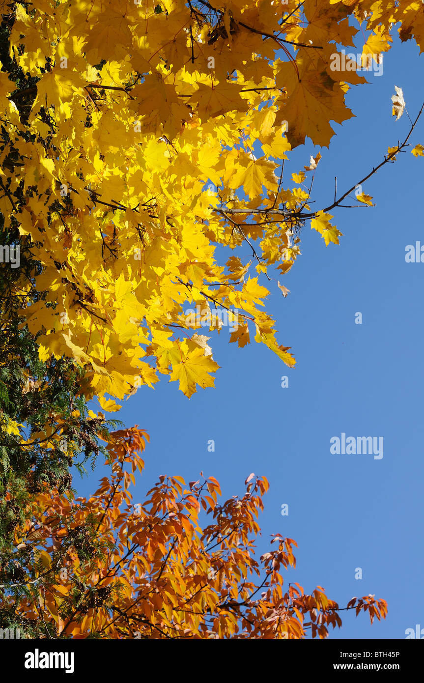 A bunch of fall leaves Stock Photo - Alamy