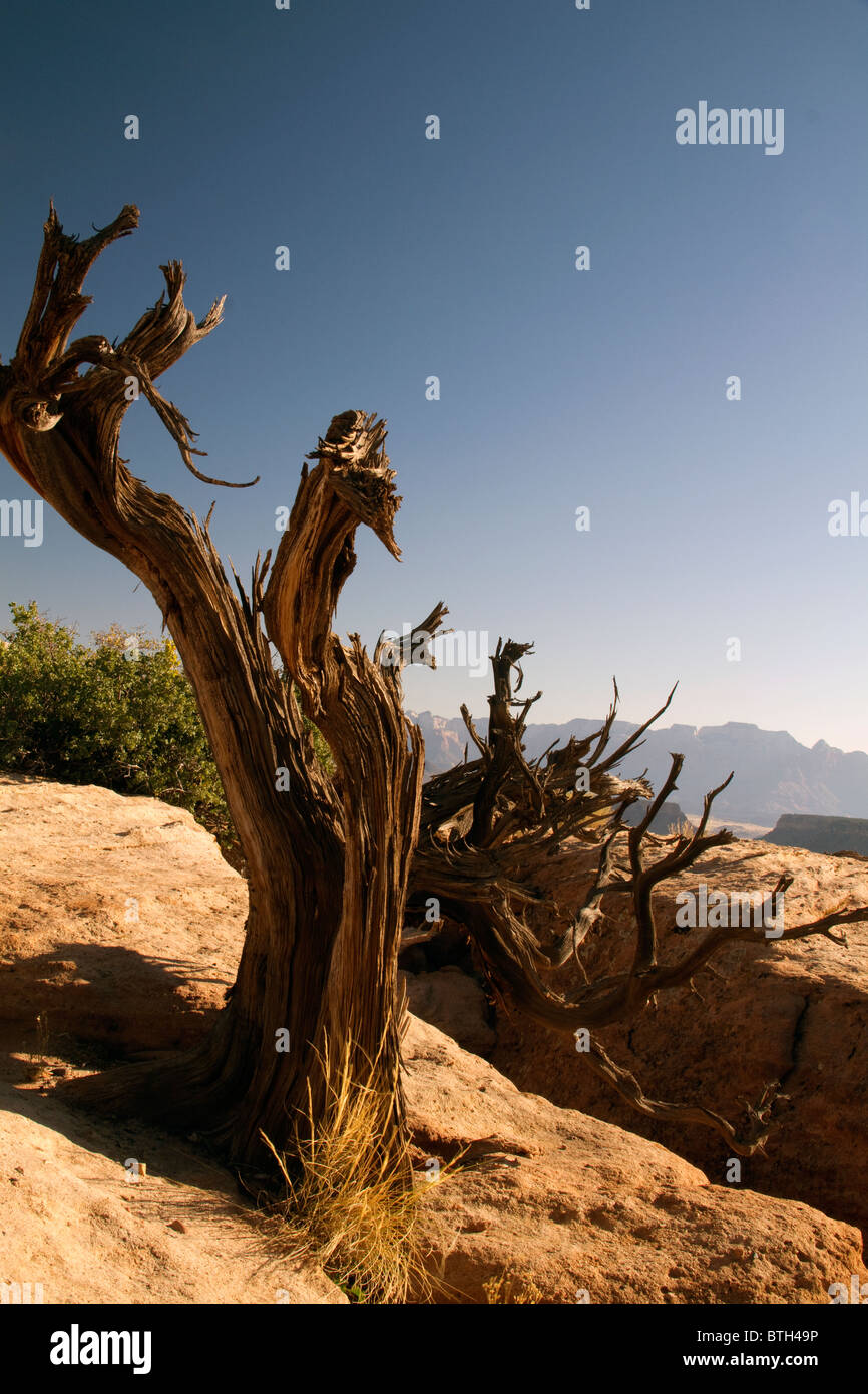 gnarly stump alongside a bike trail on gooseberry mesa in southern utah ...