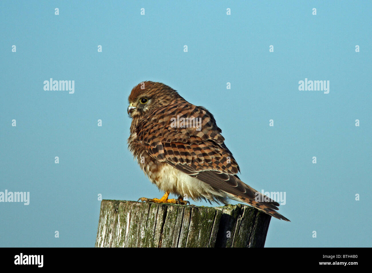 Kestrel on the lookout hi-res stock photography and images - Alamy