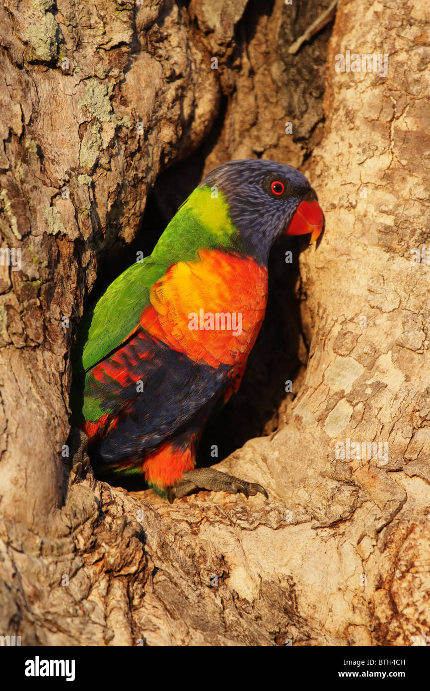 Rainbow Lorikeet (Trichoglossus haematodus) sitting at his nesting hole ...