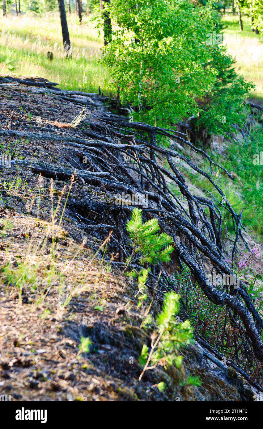 Black tree roots Stock Photo - Alamy