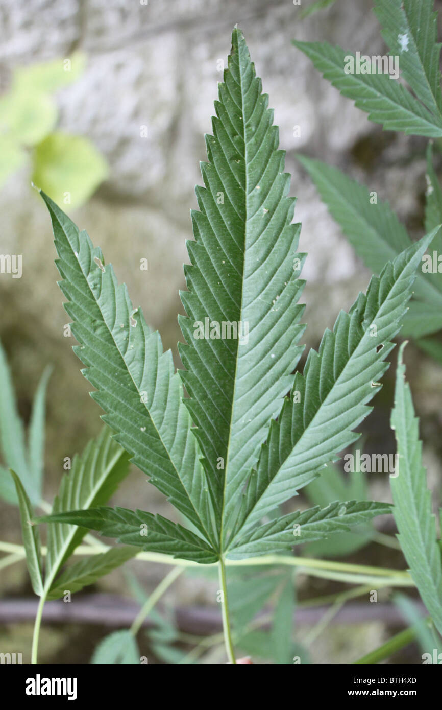 Marijuana leaf hi-res stock photography and images - Alamy