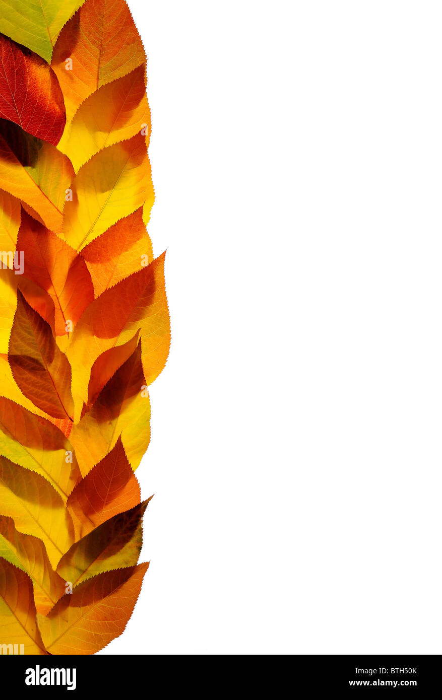 A bunch of fall leaves isolated on white background Stock Photo - Alamy