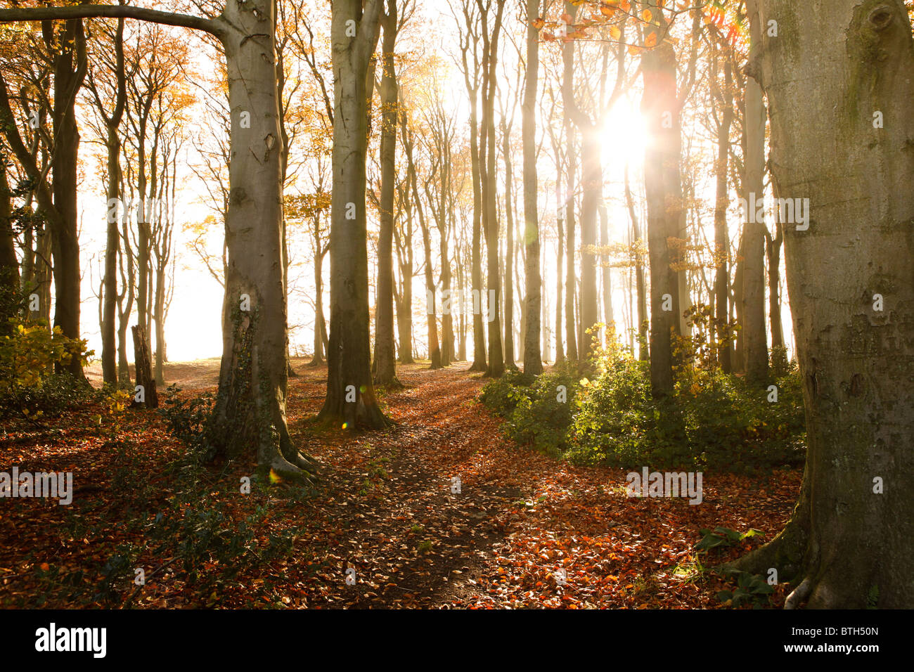 Sunlight coming through the trees hi-res stock photography and images ...