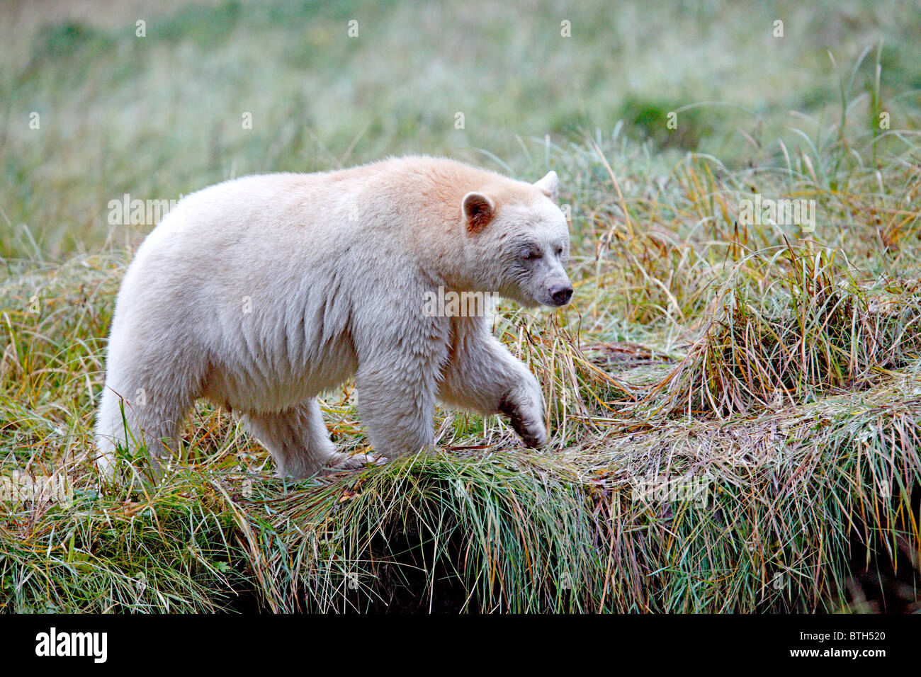 Spirit bear hi-res stock photography and images - Alamy